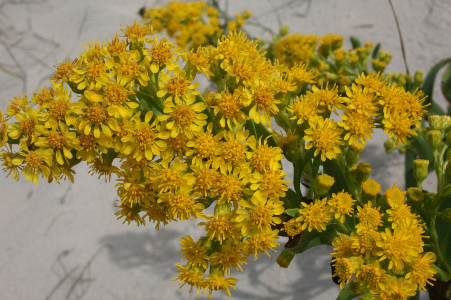 5 Low‑Maintenance Native Plants That Thrive in Cape Cod Gardens - Outerland